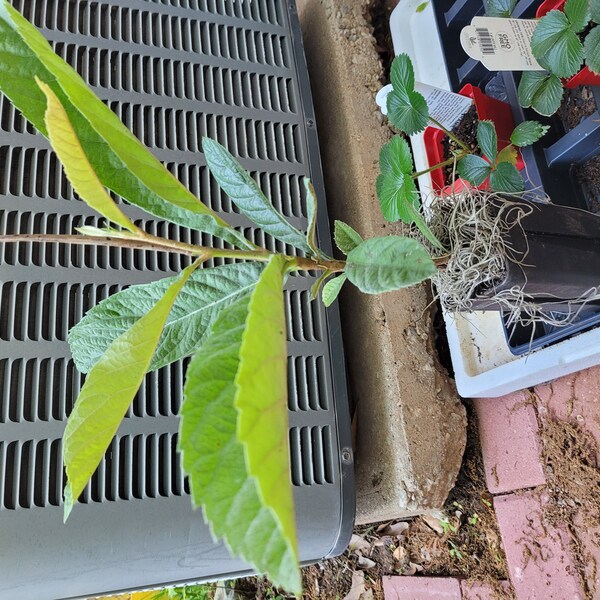 Murraya Paniculata,orange Jasmine Live Plant Well Rooted 6” Tall in 4 ...