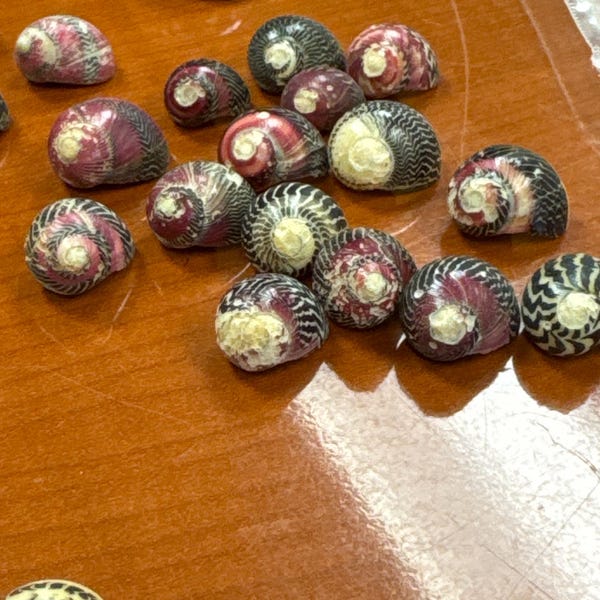 SET OF 100 Real Snake Head Cowry Shells Cypraea Caputserpentis Cowries ...