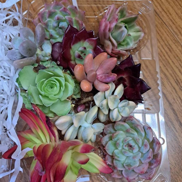 Succulents Master Random Bundle | 2-3" Bare Root Succulents | Roots ...