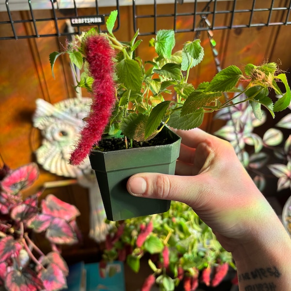 Strawberry Firetails, Also Known as Trailing Chenille Plant - Etsy