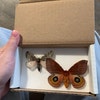 Coloradia Pink Saturn Moth Arizona USA - Etsy
