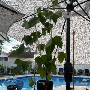 Champagne Pink Currant 1 Gallon Potted 2-3' Tall - Etsy