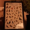 Birds of Ohio Backyard Birding Identification Picture Print/ Great ...