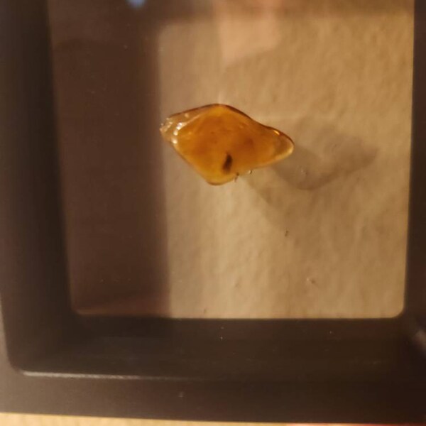 Baltic Amber Inclusion EXCLUSIVE BOX With E X C L U S I VE I N C L U S ...
