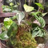 Turquoise Tropical Springs Terrarium With Live Moss in Mini - Etsy