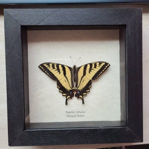 Rare Tarantula Hawk Wasp Framed Taxidermy Pepsis Heros 2.2 Inch ...