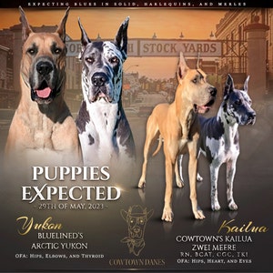 CUSTOM Graphic Design for Breeders Stud Dog Planned Litter Announcement ...