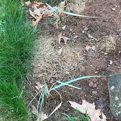 Yellow Goji Berry Seeds 10 Amber Sweet Golden Wolfberry Seeds - Etsy