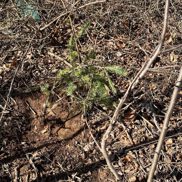 6+ Red Spruce Tree Seedlings From Maine - Etsy