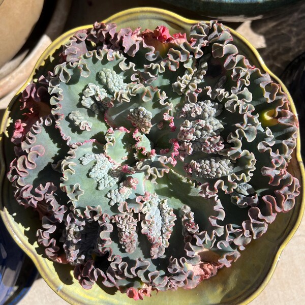Echeveria Sea Dragon, 10", Curly Succulent, Rare Succulent, Succulent ...