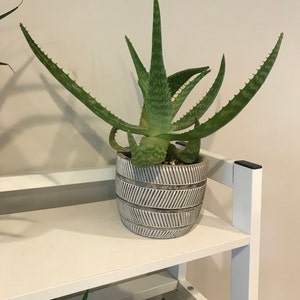 Large Soap Aloe, Aloe Maculata, Zebra Aloe, Aloe Macrocarpa Beautiful ...