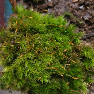 Live Frog Moss Mood Moss Pads Dicranum for Terrarium or Vivarium Quart ...