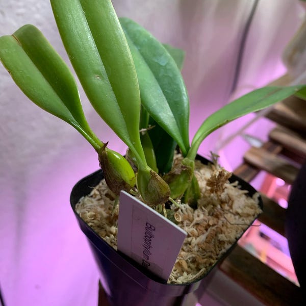 Dendrobium Jacquelyn Thomas wally Murazane - Etsy