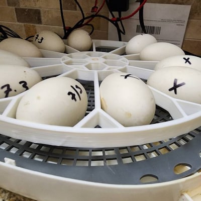 Nurture Right 360 Incubator Large Turner for Goose Eggs Turner ...