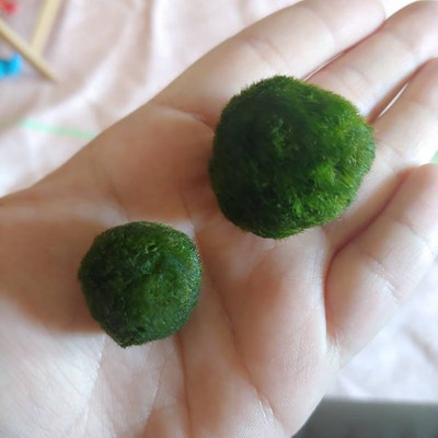 Floating Java Moss With Plant Anchor Live Aquarium Plant Terrarium ...