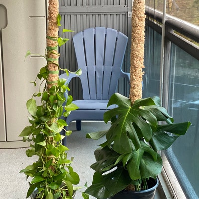 Sphagnum Moss Pole for Climbing Plants, PVC Moss Pole, Moss Pole for ...