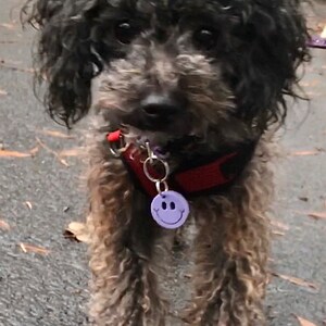 Custom Pet Tag for Dogs and Cats Personalized Weiner Hot Dog Tag Pet ID ...