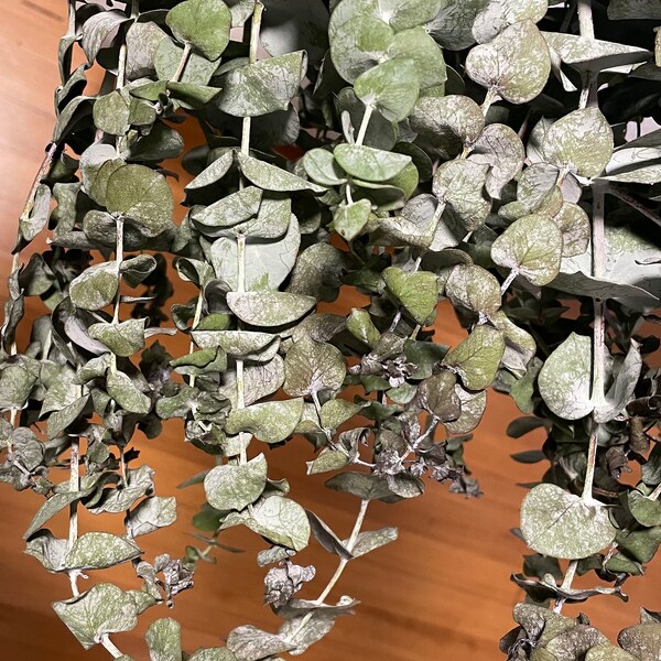 Fresh Living Eucalyptus Bunch Greenery Home Decor Wedding House Warming ...