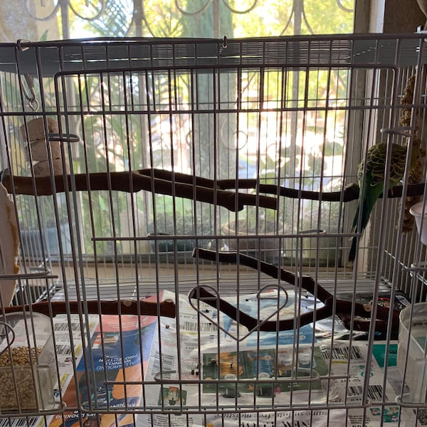 Manzanita Bird Perches for Smaller Birds Set of 2 Single Branch With ...