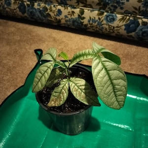 Veralu Ceylon Olive Tree Seedling elaeocarpus Serratus - Etsy