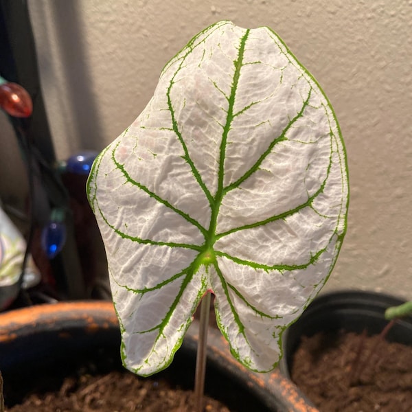 Caladium 'allure' Size #2 (2 Bulbs) **new Crop 2025 ***in Stock Now ...