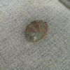 Pink Abalone Rainbow Shells-haliotis Corrugata 3"-4.50"-abalone ...