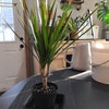 Dragon Tree Plant With Pot: Easy Beginner Indoor Plant - Etsy