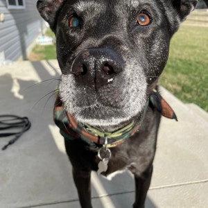 Modified Hoxsey With or Without Boneset - Etsy