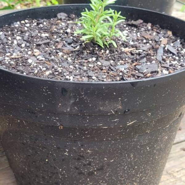 African Blue Disc Daisy Seedling - Daisy Plant - Unusual Plant - Pre ...