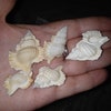 25 to 500 Limpet Shells Seashells Aqua Blue Teal Green Limpet Small ...