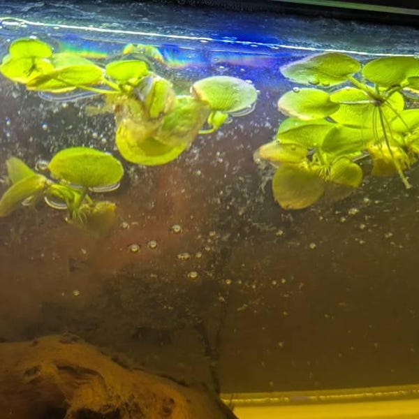 Amazon Frogbit, Limnobium Laevigatum, Live Aquarium/aquatic/floating ...