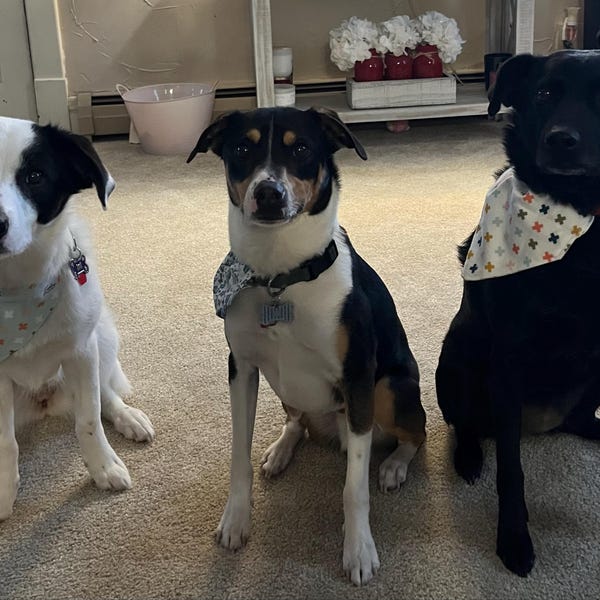 Guardian Subclass Decals Solar Arc Void Stasis Strand Prismatic Vinyl ...