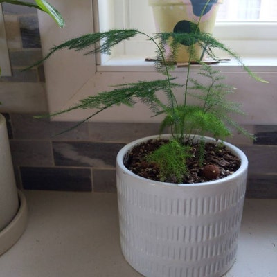 Asparagus Fern plumosa Easy to Grow Houseplant - Etsy