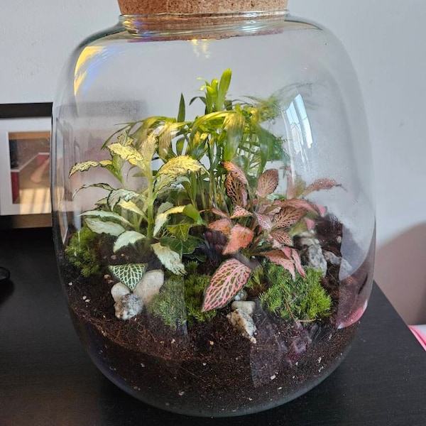 Large Glass Terrarium Jar With LED Cork Lid - H25cm X D23cm - Etsy UK
