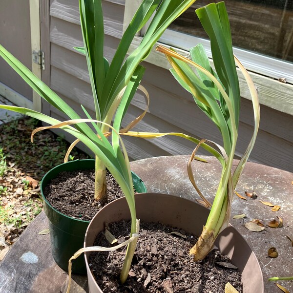 Leucaena Leucocephala, Miracle Tree, River Tamarind Tree, Guaje Seeds ...