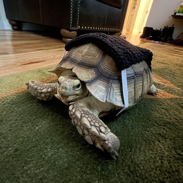 Custom Tortoise Diaper - Etsy