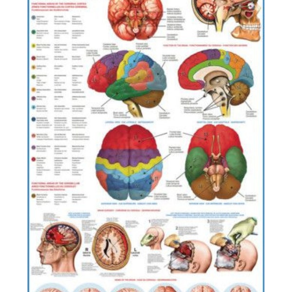 HUMAN BRAIN ANATOMY - Etsy