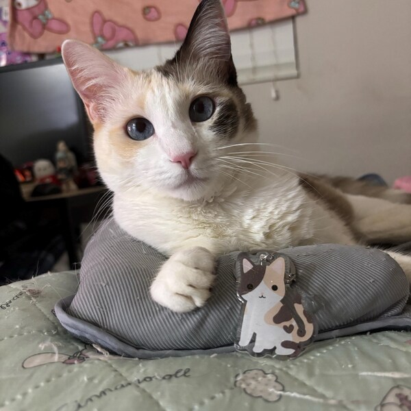 Ringnecked Dove Acrylic Bird Breed Keychain | Cartoon Kawaii Art Double ...