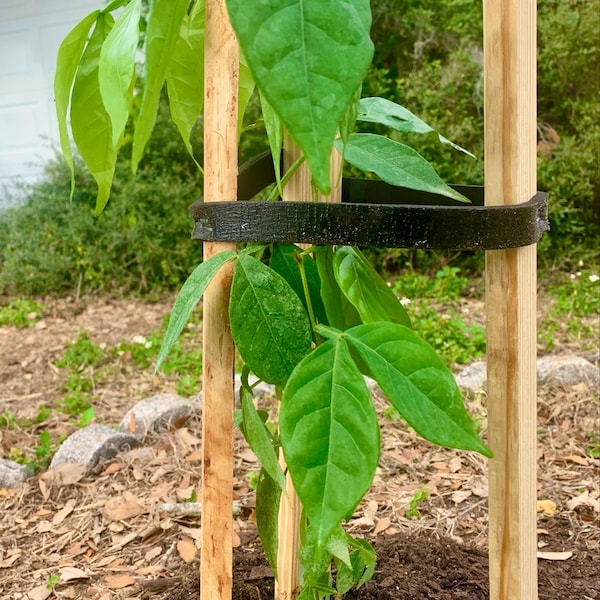 Bruce Canistel Seedling - Egg Fruit - Pouteria Campechiana - Zapote ...