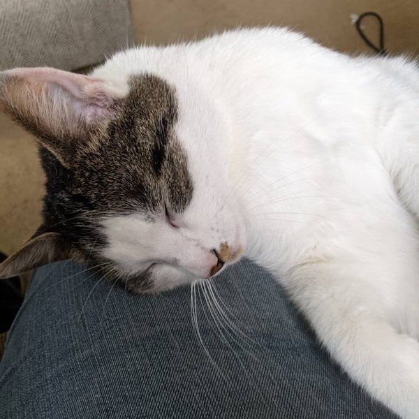 Double Whorl Italian (style) Spindle Replica - Etsy