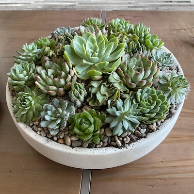 Live Succulent Arrangement in Two-tone Ceramic Bowl, Succulent Planter ...