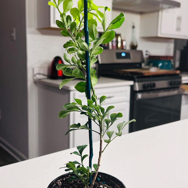 Chinese Perfume Tree, Chinese Rice Flower, in 4" or 6" Pot Aglaia ...
