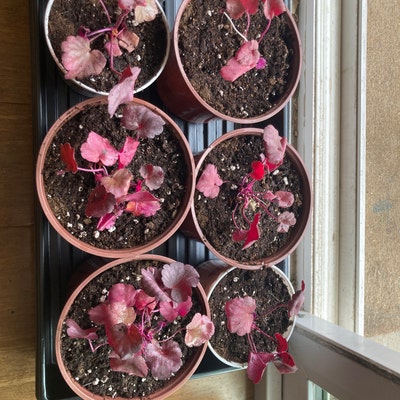 2 Heuchera Electric Plum Starter Perennials. Stunning Colors - Etsy