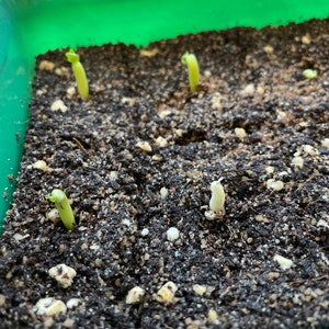 Ochroma Pyramidale Balsa Tree 25 Seeds - Etsy