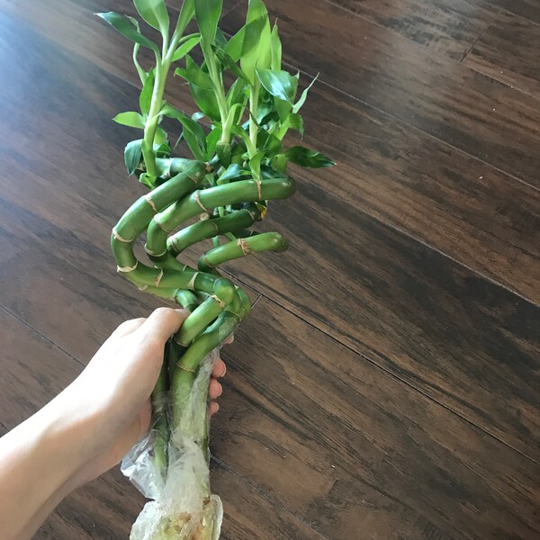 Set of 5 Curly Spiral Lucky Bamboo at 30 Inches, 24 Inches, 18 Inches ...