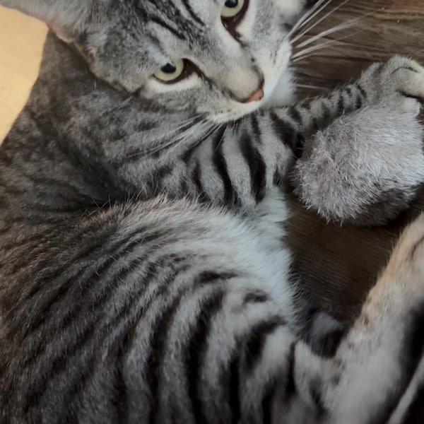 Cat Scent Enrichment Kit 13 Herbs Improve Wellbeing Cat Toy Cat Gift ...