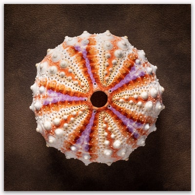 Sundial Perspective Sea Shell Architectonica Perspectiva - Etsy