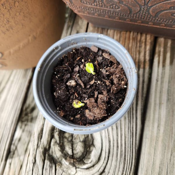 Kentucky 31 Tall Fescue, Grass Seed, (5 Lb. Pack), Kentucky 31 Field ...