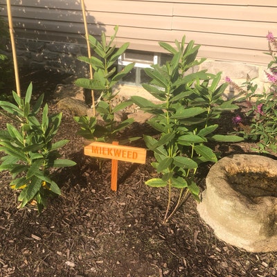 KUMQUAT Rustic Tree Sign, Hand Routed, Citrus Tree Garden Sign, Tree ...