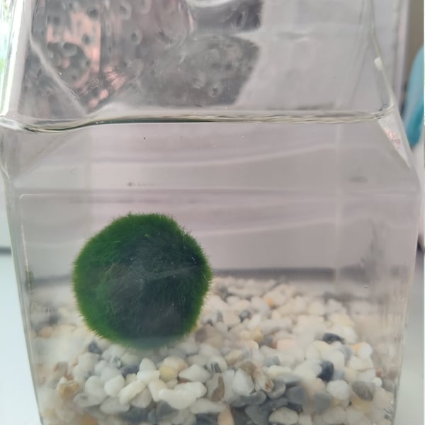 Large Java Moss Ball for Terrarium Planted Tank Live Aquarium ...
